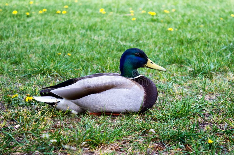Water Duck Sitting on Green Grass Stock Image - Image of outside, breed ...
