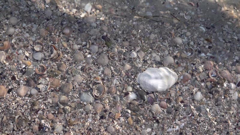 Water Edge, Waves Swaying on the Sandy Shore with Shells, Glare in the ...