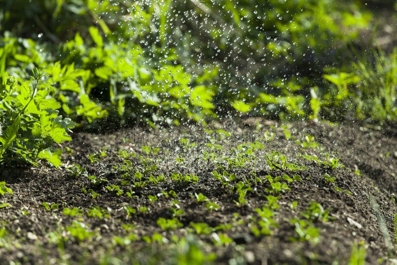 Watering Garden in the Spring Stock Image - Image of essential, ecology ...