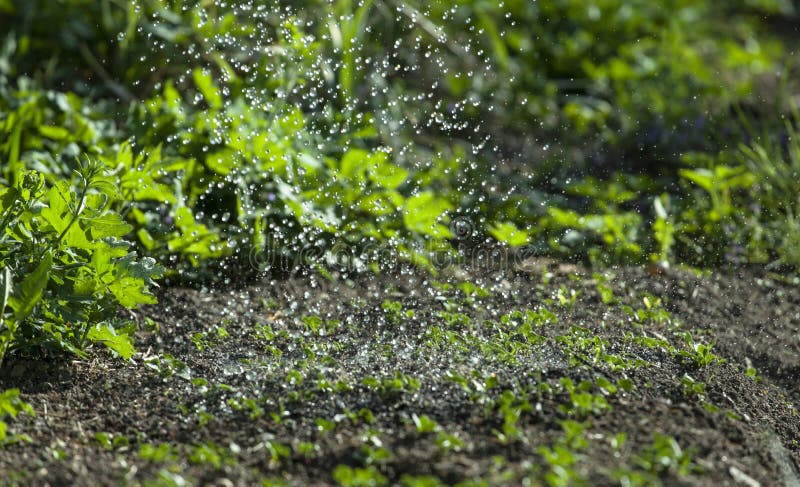 Watering Garden in the Spring Stock Image - Image of plants, essential ...