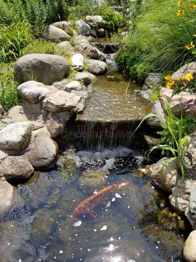 Water fall with the fish stock photo. Image of nature - 191646854