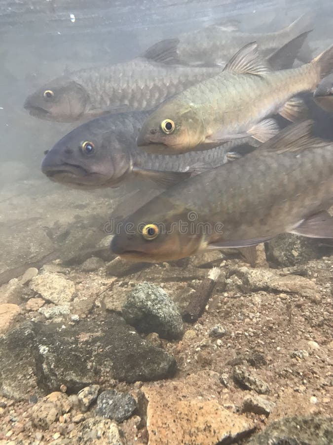Water fall fish stock photo. Image of fall, underwater - 90074880