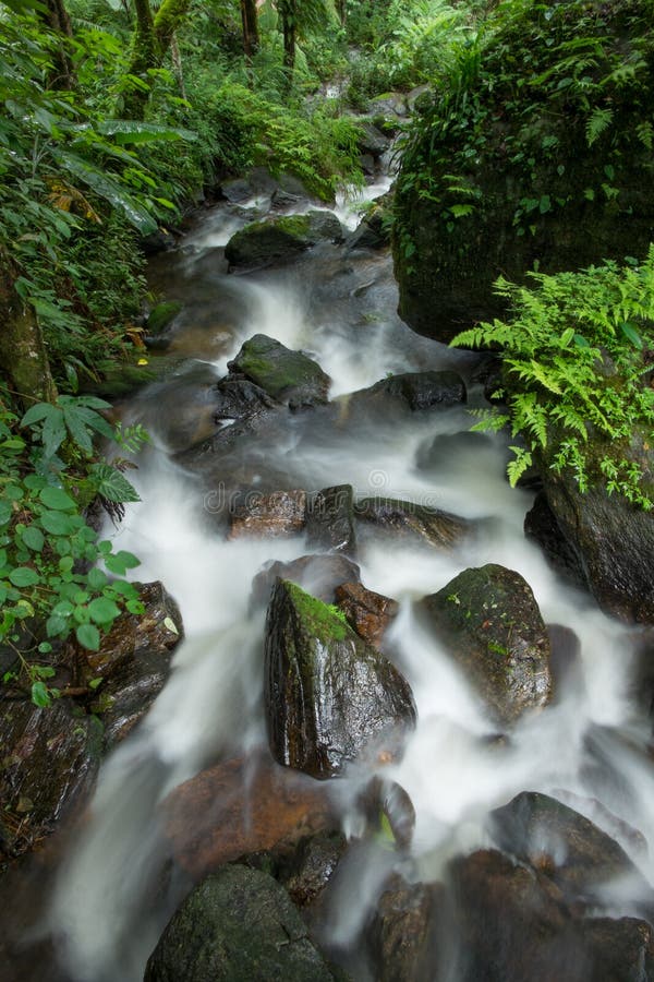 Water stream stock image. Image of cascade, forest, rocks - 20864883