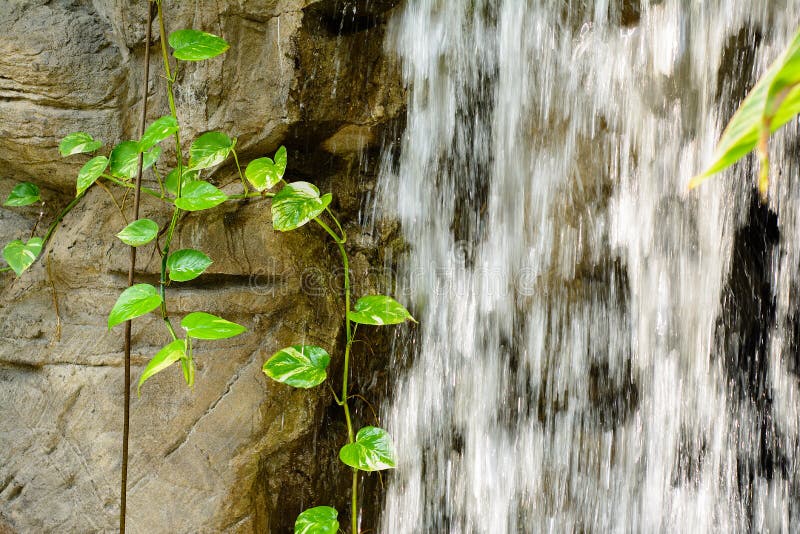 Water fall stock photo. Image of leafs, clear, pour, tropic - 40912930