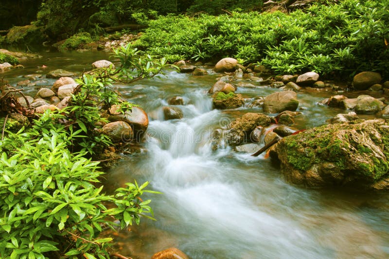 Water Fall: White Water in Flow Stock Photo - Image of forest, garden ...