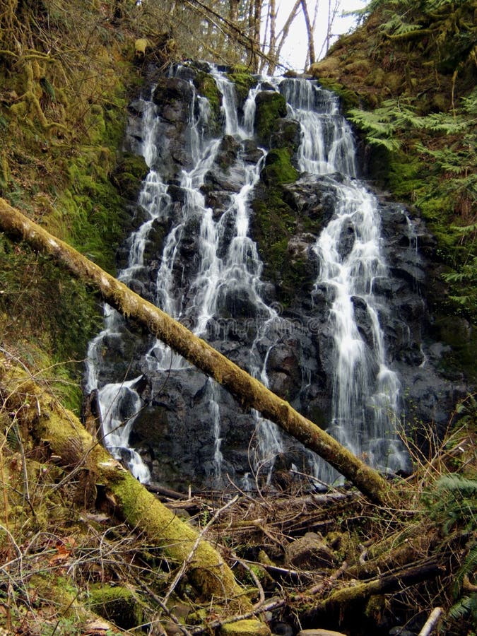 Water falling stock photo. Image of moist, water, plants - 655674