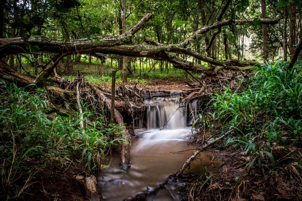 Water Falling Over a Tree Root Stock Image - Image of autumn, waterfall ...