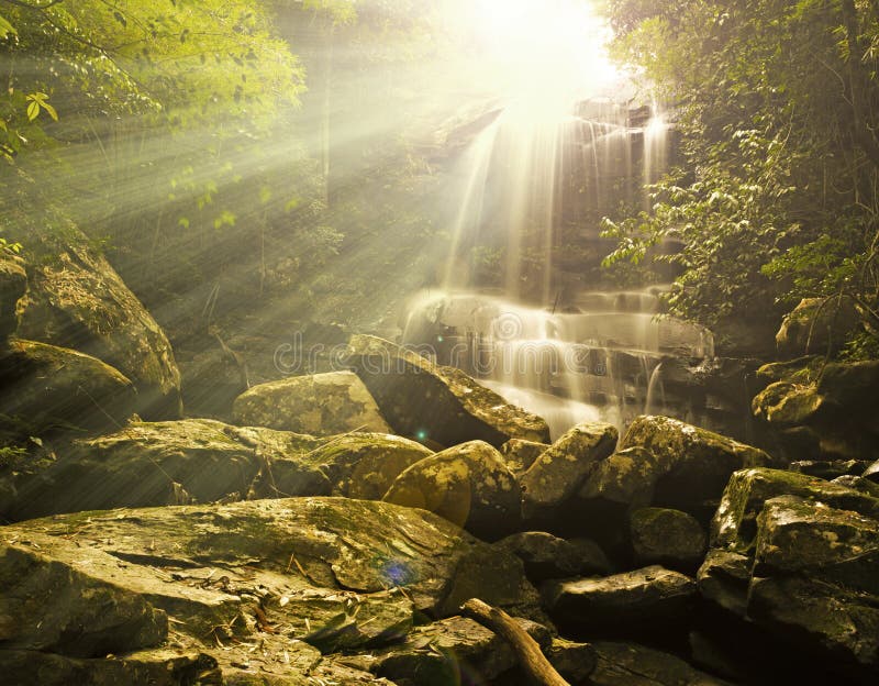 Flower water and sun rays stock photo. Image of flower - 7784240