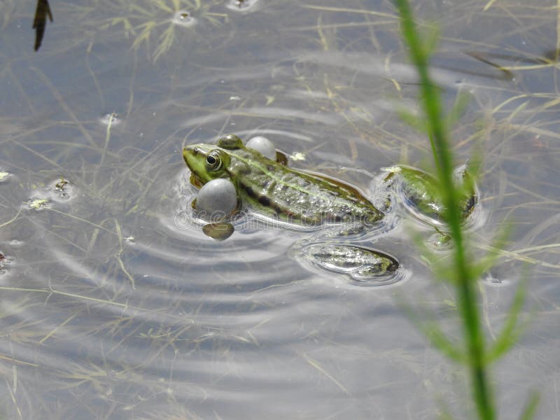 Water, Fauna, Ranidae, Amphibian Stock Photo - Image of fauna, wildlife ...