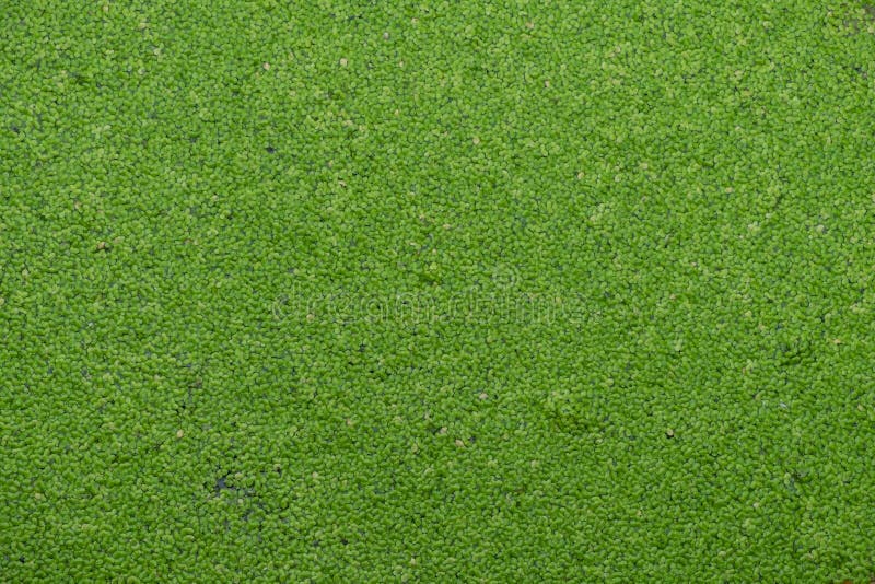 Red fern texture stock image. Image of material, flora - 148821