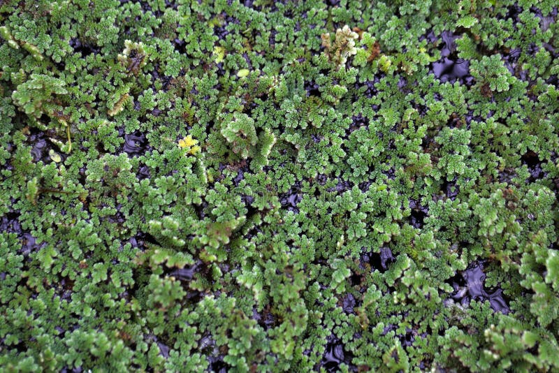 Water Ferns, Azolla sp. stock photo. Image of small, swamp - 71905706