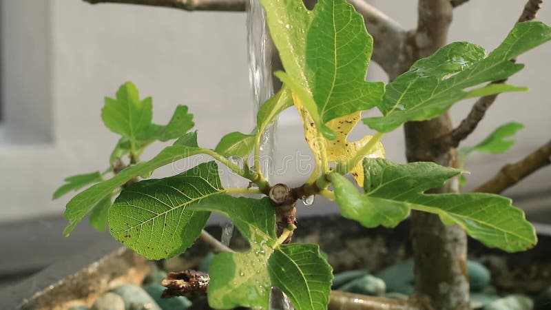 Water the fig plant stock footage. Video of life, leaves - 302945780
