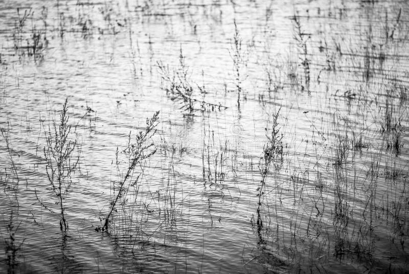 Water Filled with Herbal Stalks and Small Bushes Stock Image - Image of ...