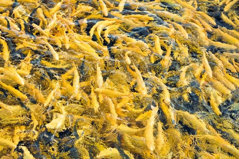 Water and Fish Bottom, Goldfish Stock Image - Image of ocean, scenic ...