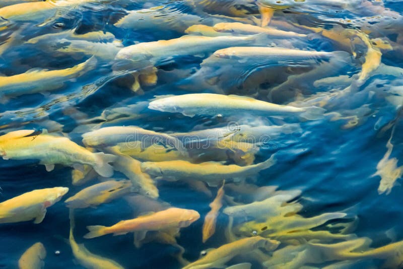 Water and Fish Bottom, Goldfish Stock Image - Image of motion, animal ...