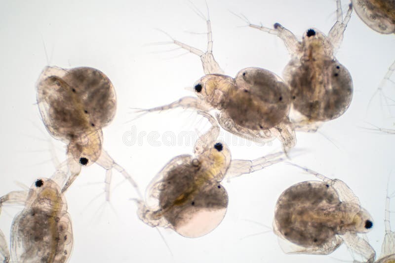 Water Flea Moina Macrocopa Under Microscope View Stock Photo - Image of ...
