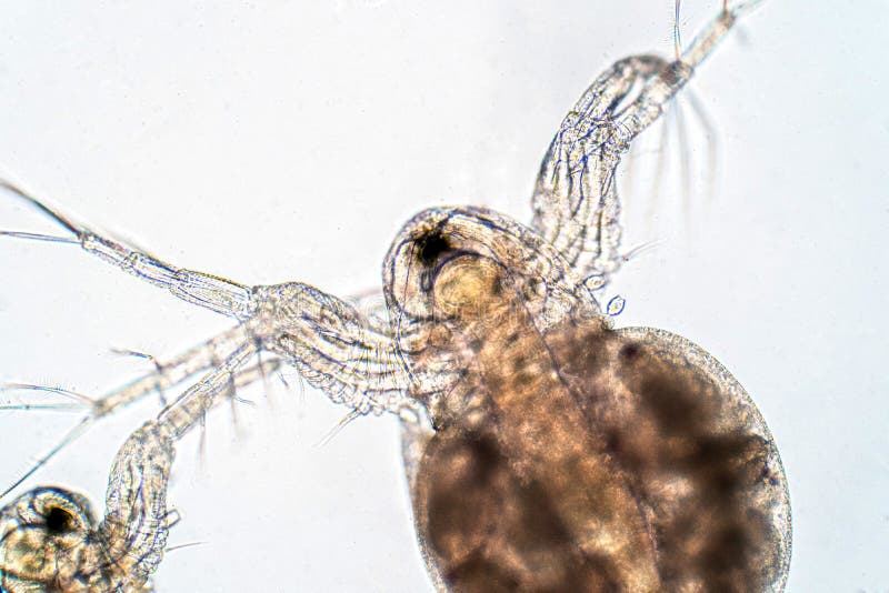 Water Flea Daphnia Magna is a Small Planktonic Crustacean Under ...