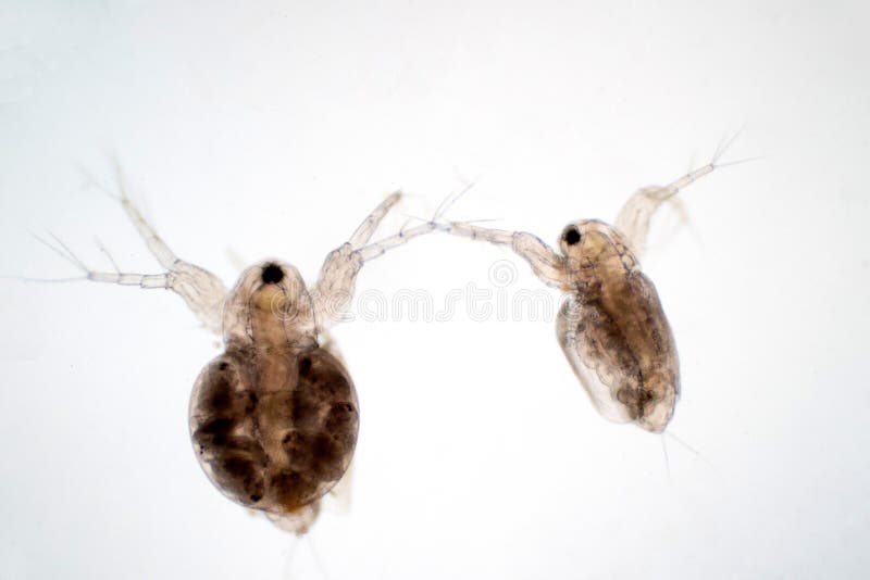 Water Flea Daphnia Magna is a Small Planktonic Crustacean Under ...