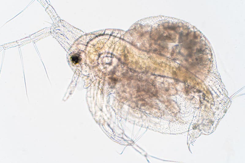 Water Flea Daphnia Magna is a Small Planktonic Crustacean ...