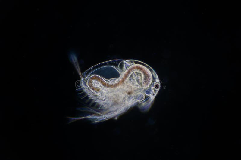 Water Flea Daphnia Magna is a Small Planktonic Crustacean ...