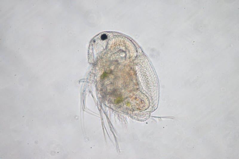 Daphnia Pulex or Common Water Flea Under the Microscope Stock Photo ...