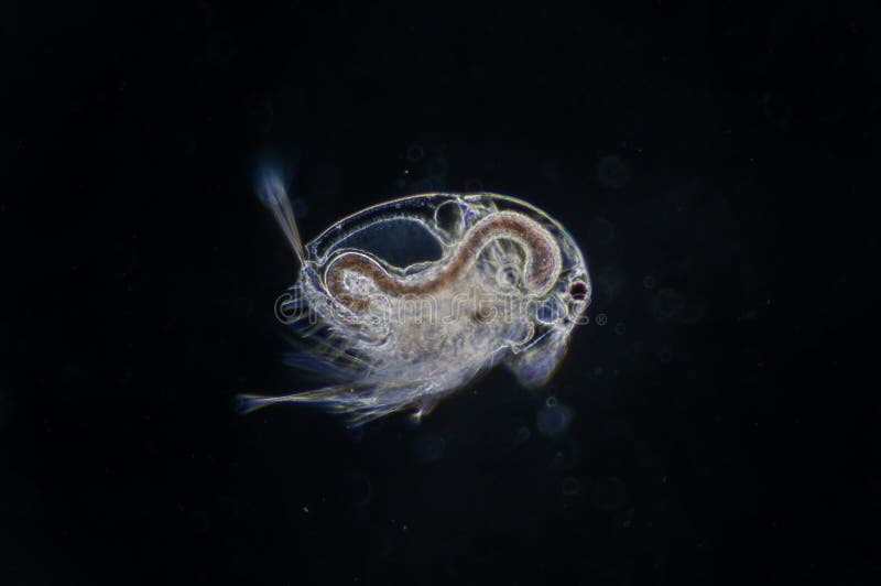 Water flea stock image. Image of biology, micro, daphnia - 81548893