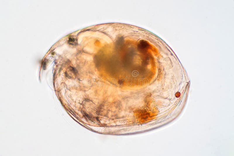 Water Flea Moina Macrocopa Under Microscope View Stock Image - Image of ...