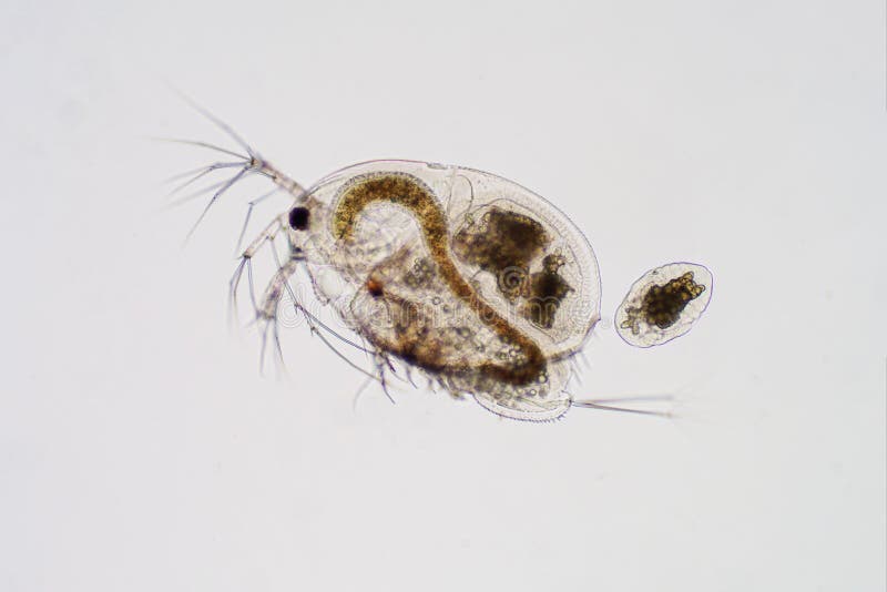 Water Flea Moina Macrocopa Under Microscope View Stock Photo - Image of ...