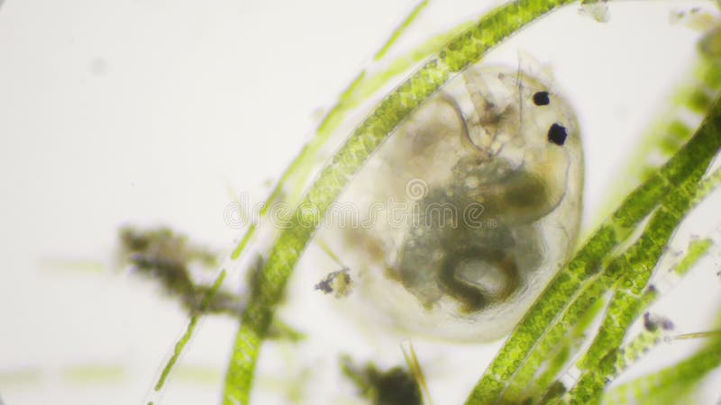 Water Flea with Embryo and Antennae at High Magnification Stock Footage ...