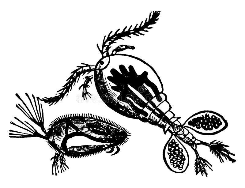 Water Flea Stock Illustrations – 78 Water Flea Stock Illustrations ...