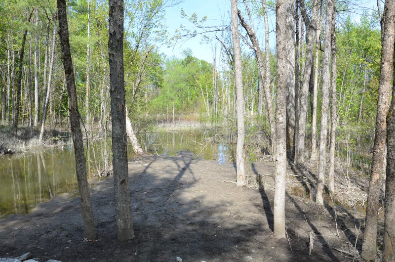 Water in Flooded Forest with Trees and Branches Stock Image - Image of ...