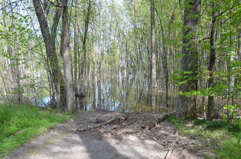 Water in Flooded Forest with Trees and Branches and Path Stock Photo ...