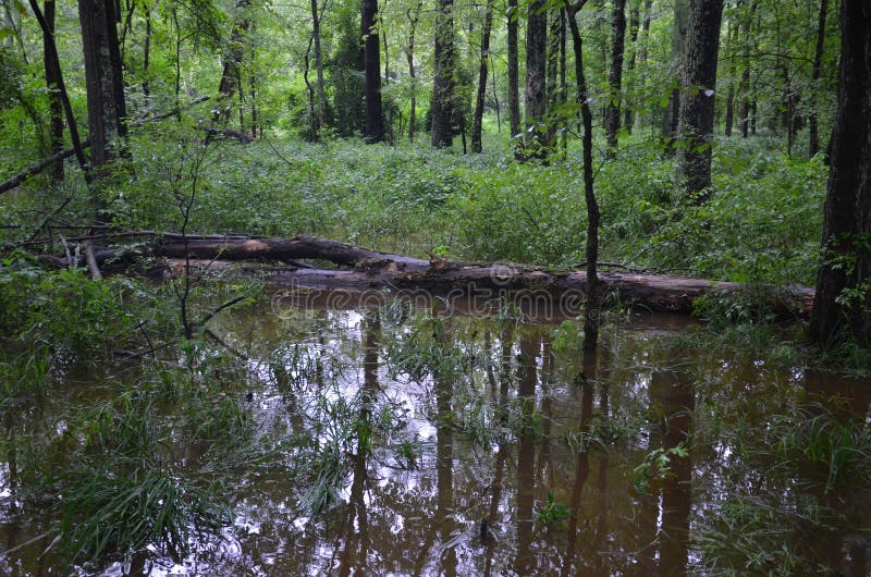 Water in Flooded Forest or Woods with Trees Stock Photo - Image of ...
