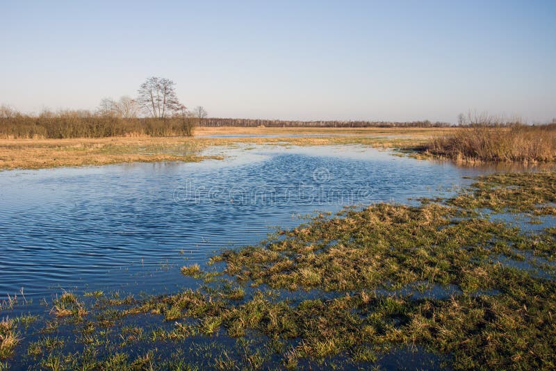 Water flooded wild meadows stock photo. Image of spring - 134522324