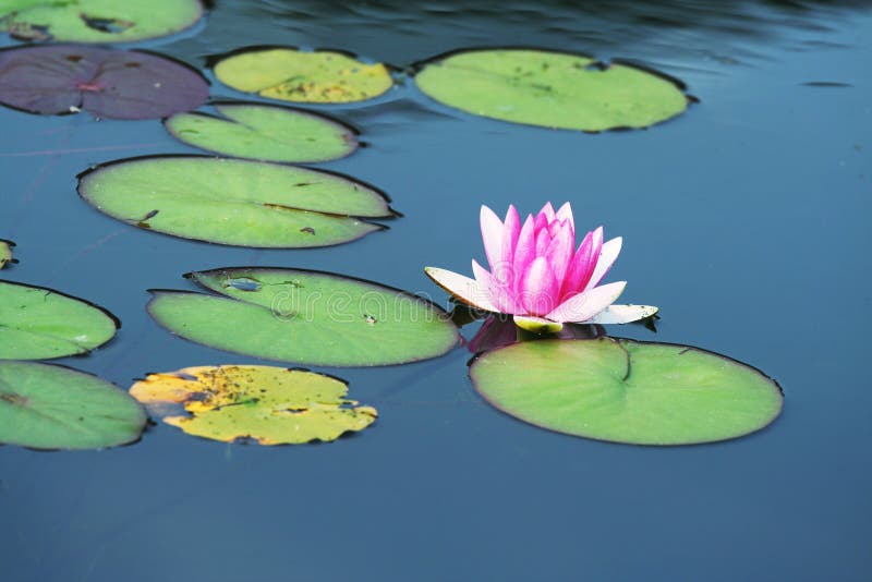 Water flora stock photo. Image of environment, lake, detail - 54193152