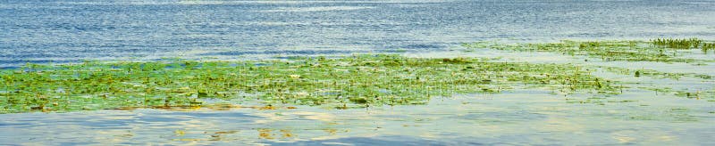 Water flora stock image. Image of leaves, environment - 33370561