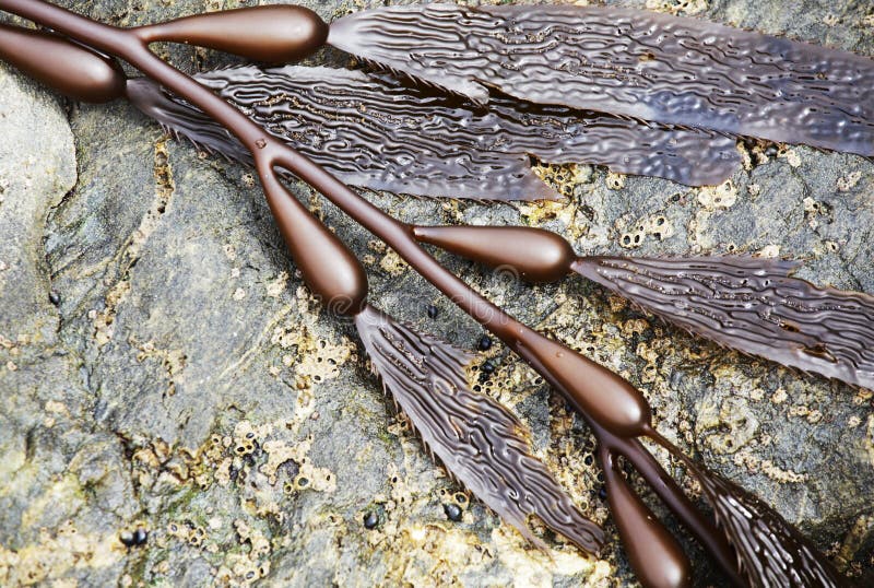 Water flora stock image. Image of ocean, spring, marine - 54193157