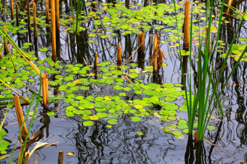 Water flora stock photo. Image of fishing, park, nature - 34554118