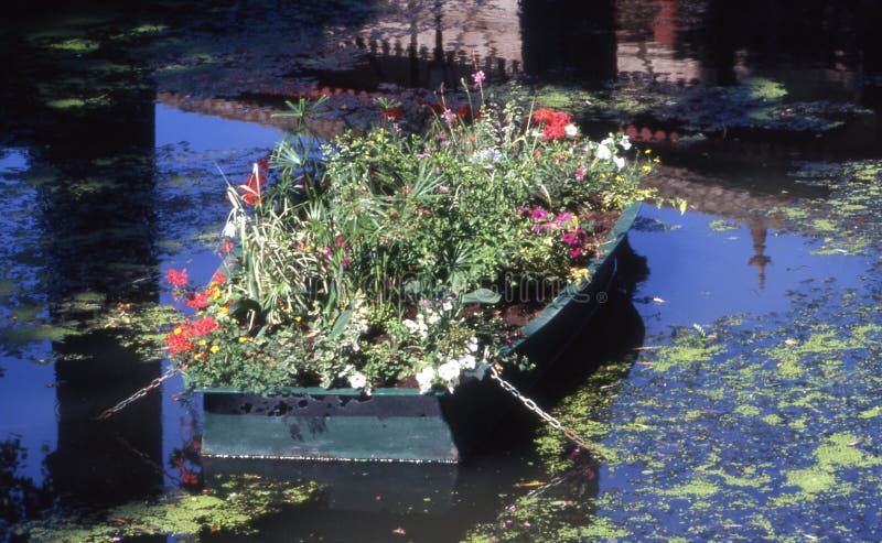 Water floral stock photo. Image of garden, natural, tree - 276800696