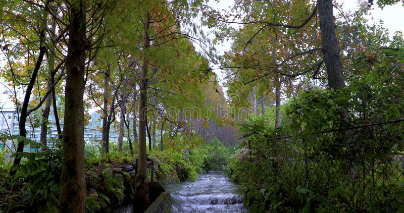Water Flow, Clear, Irrigation, Canal, Forest, Small Stream Stock Video ...