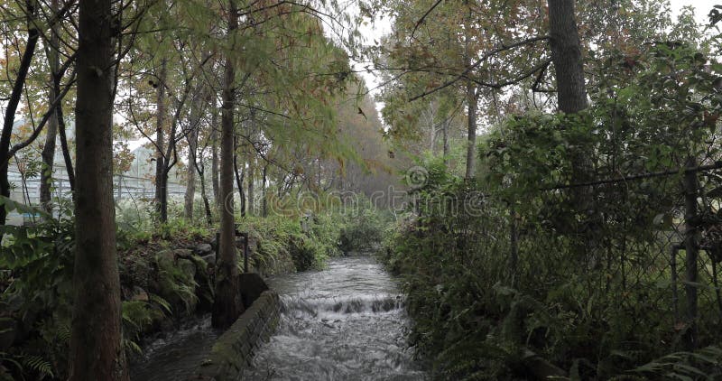 Water Flow, Clear, Irrigation, Canal, Forest, Small Stream Stock Video ...
