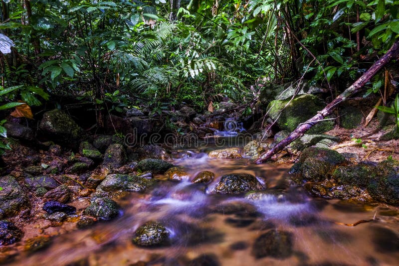 A Water Flow on the River in the Tropical Forest Stock Image - Image of ...
