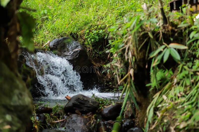 Water Flow Upstream of the River in the Middle of the Forest Stock ...