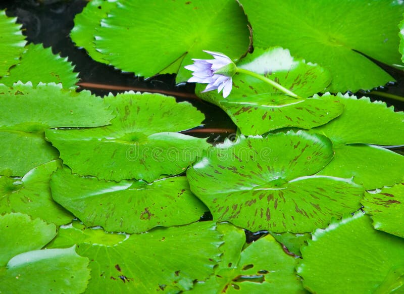 Water flower stock photo. Image of flower, relaxation - 13307538