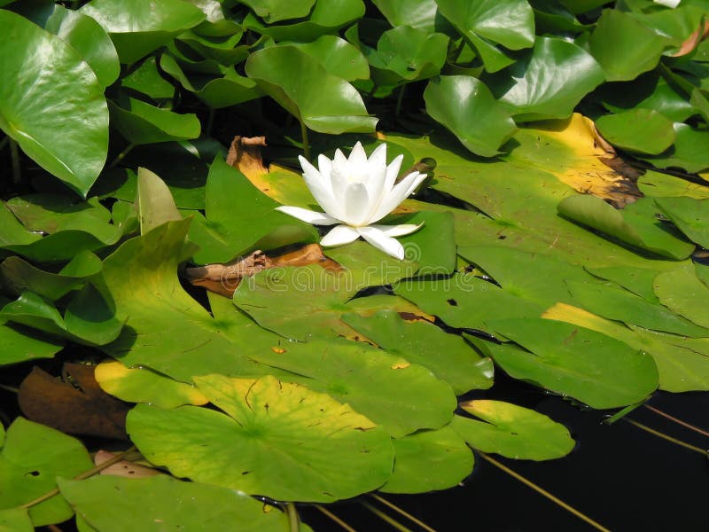 Water-flower stock image. Image of beautiful, park, beauty - 180403