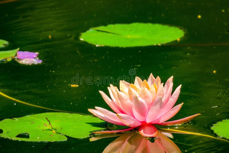 Water, Flower, Flora, Aquatic Plant Picture. Image: 115806594
