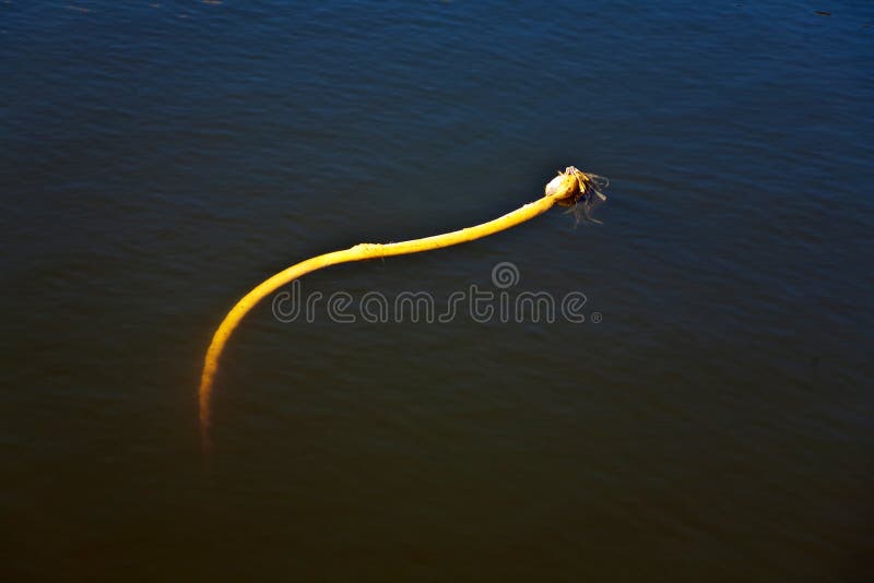 Water Flower in Salt Water at the Ocean, San Francisco Stock Photo ...