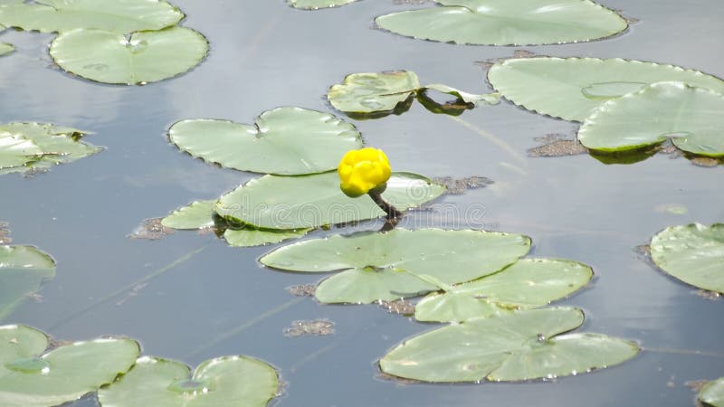 Water flower stock photo. Image of nature, water, flower - 47364258