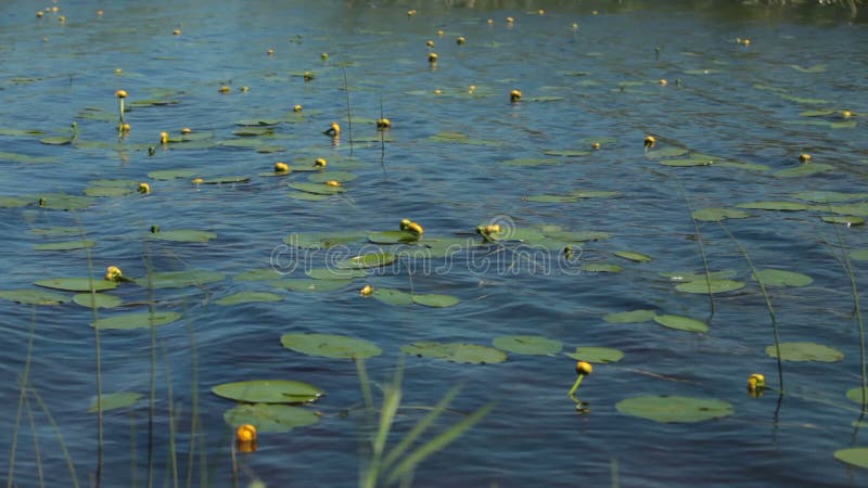 Nuphar Lutea, the Yellow Water-lily, Brandy-bottle, or Spadderdock ...