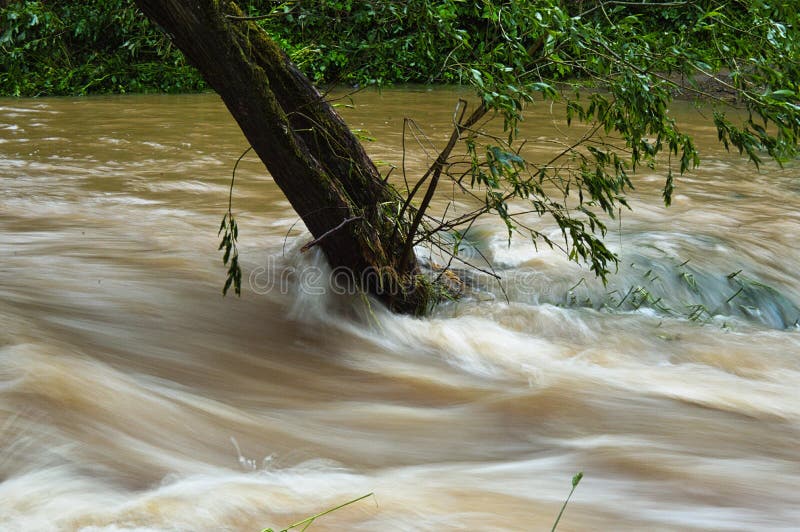 Water Flowing Against a Tree Bark Stock Photo - Image of ripples ...